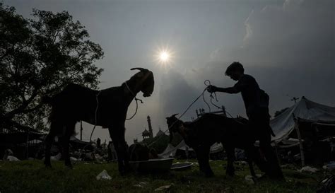 FOTO Suasana Pasar Hewan Kurban Mendekati Idul Adha Di New Delhi Foto Liputan