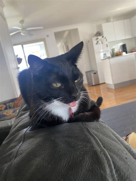 A Blep From 1996 R Blep