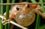 Spring Peepers Facts Habitat Diet Life Cycle Pictures And More