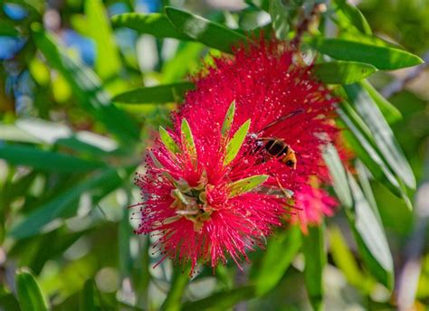 Bottlebrush Insecte Pollinisation Photo Gratuite Sur Pixabay