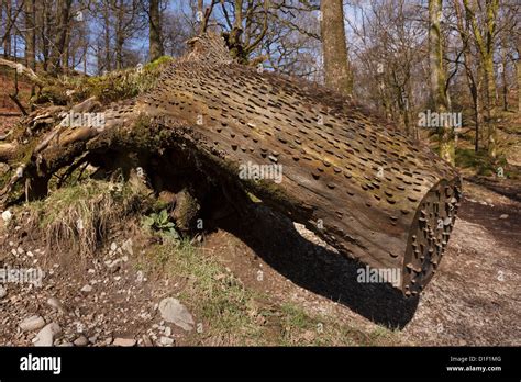 Money Tree Old Fallen Tree Trunk Covered In Coins Which Have Been