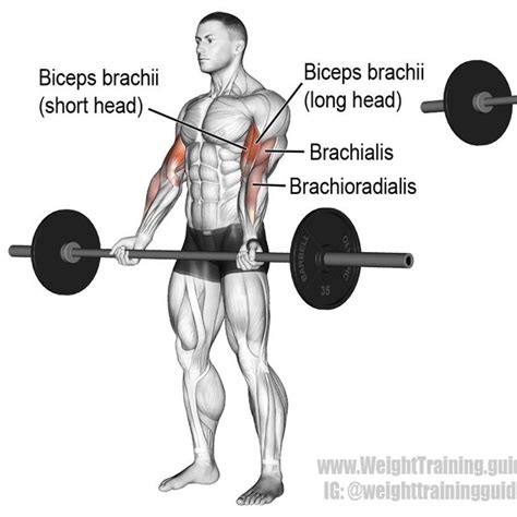 Full Bicep Curl By Gordon Kennedy Exercise How To Skimble