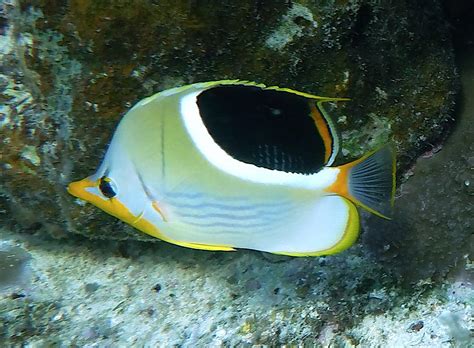 セグロチョウチョウウオ 2021 01 04 WEB魚図鑑
