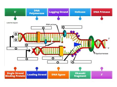 Dna Replication Labelled Diagram