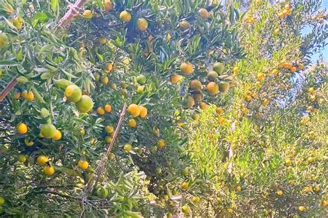 မိုင်းယောင်းတွင် လိမ္မော်သီးများ ဈေးကောင်းရ Information And Public Relations Department