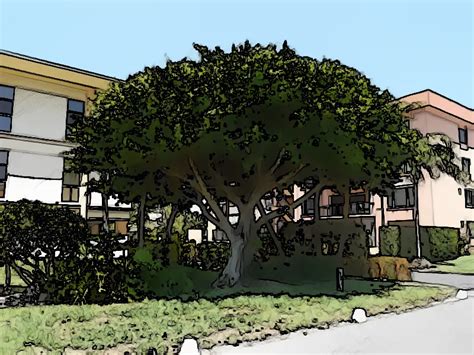 Uncovering The Secrets Of Ficus Trees What You Need To Know Before