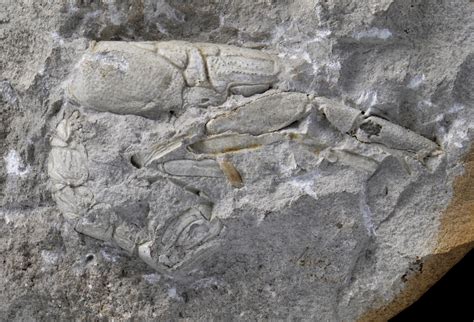Fossil Crustacea Database
