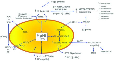 Proton Transporters And Proton Pumps Involved In The Carcinogenicity Of Download Scientific