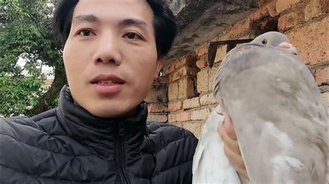 花38块钱买了一只鸽子回来养，也不知道是公还是母，有谁知道 Youtube