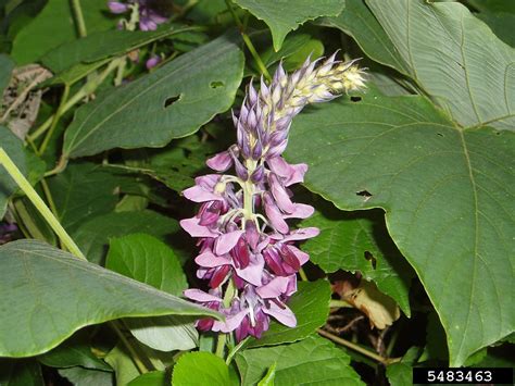 Kudzu Pueraria Montana Var Lobata Willd Maesen And S Almeida