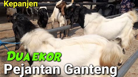 UPDATE HARGA KAMBING HARI INI PASAR HEWAN KEPANJEN MALANG Kamis Oktober YouTube