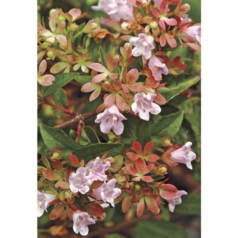 1 Gallon Red Raspberry Profusion Abelia Flowering Shrub L21443 At