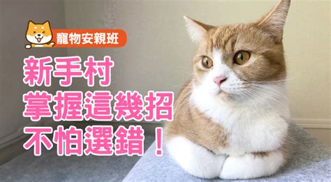 新手村掌握這幾招不怕選錯！ Hotpets 哈寵誌