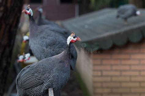 Peacock Female Bird Peahen Outdoors Stock Image Image Of Colours