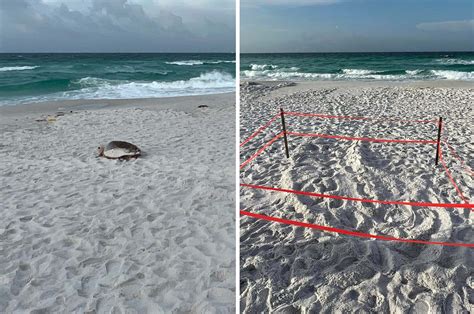 Loggerhead Sea Turtle Surprises Okaloosa County With Rare Daytime Nesting On Beach
