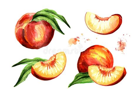 Ilustração Da Aquarela Do Pêssego Pintura Tirada Mão Da Aquarela No