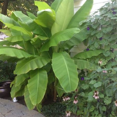 Musa Basjoo Banana Tree For Sale Nature Hills Nursery