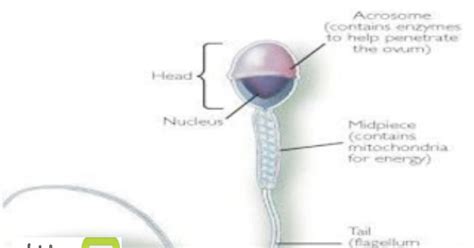Structure Sperm Cells Spermatozoa And Process Formation Domain Biologi