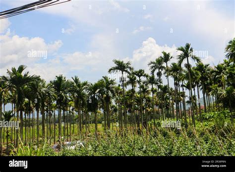 Beetle Nut Trees Stock Photo Alamy