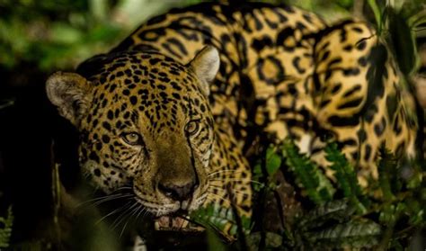 Censo revela aumento da população de onças pintadas no sul do Brasil