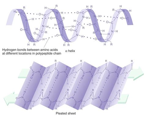 Difference Between Alpha And Beta Structure Of Protein At Donald Schenk Blog