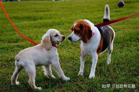 两只狗交配时，主人能中途“拉它回家吗”？ 知乎