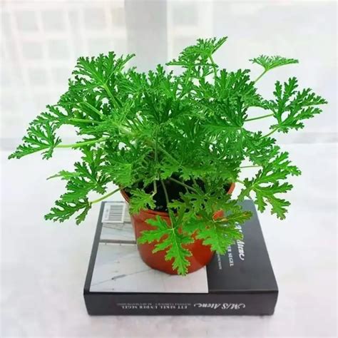 500 Mosquito Repellent Citronella Plant Growing {region Name}