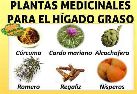 Tratamiento Natural Del Hígado Graso Botanical Online