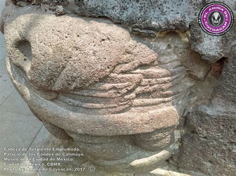 El Blog del Anima de Coyoacan Ventana Arqueológica Cabeza de Serpiente Emplumada Museo