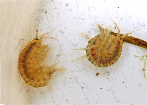 Bug Othe Week Closed For June I Scuds Encore By Kate Redmond