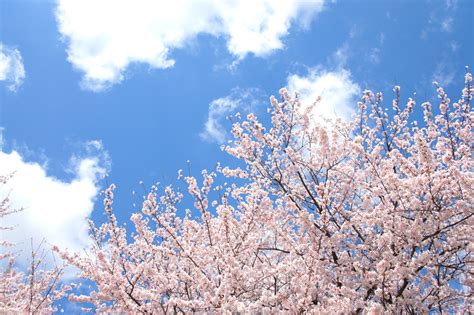 フリー写真 青空と満開に咲く桜の木の風景でアハ体験 Gahag 著作権フリー写真・イラスト素材集