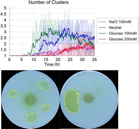 Number Of Clusters Homogeneous Experiments The Solid Line Corresponds