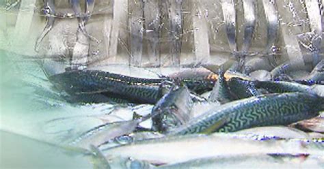 국민 생선 맞나 갈치·고등어 가격 급등