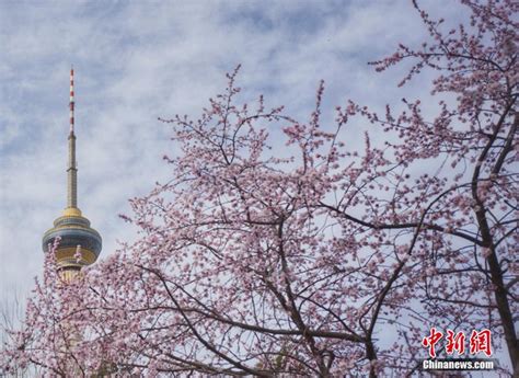北京天气晴好 玉渊潭公园春暖花开 新浪图片