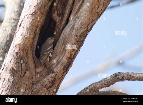 Male Yellow Throated Sparrow Gymnoris Xanthocollis Gir National Park