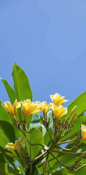 흰색과 노란색 Frangipani 꽃 이나 배경에 잎과 열 대 꽃입니다 피는 프란지파니 꽃의 클로즈업 흰 꽃의 무리 0명에 대한