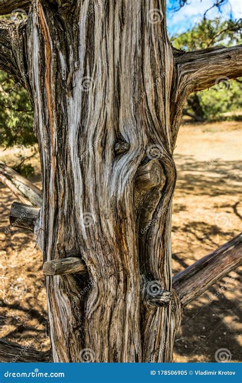 Fancy Tree Stock Image Image Of Detail Forest Plant 178506905