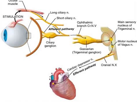 Ciliary Ganglion Pathways