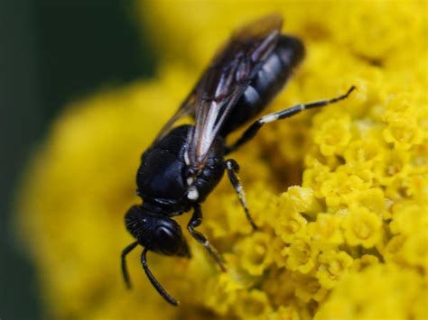 Black Bee by HobbyFotograf on DeviantArt