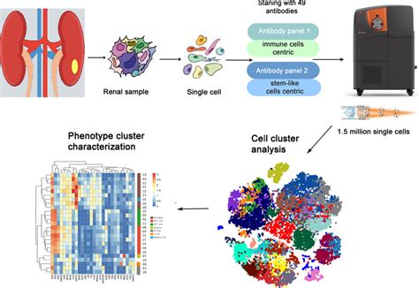 workflow processing of samples of renal tumors and analytical methods