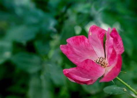Dsc By Binshow Id Photohito