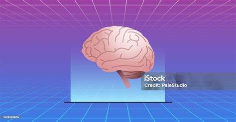 인간의 내부 장기 해부학 적 뇌와 인간의 뇌 의학 0명에 대한 스톡 벡터 아트 및 기타 이미지 0명 개념 개념과 주제 Istock