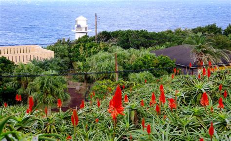 八丈島 大越アロエ園 串カツ子の旅日記
