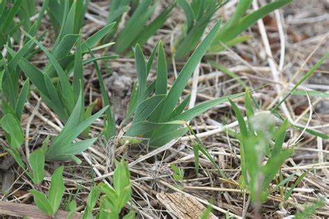 Yarai Pseudata Iris Species Growing Bonsai Bulbs Roots Rhizomes Corms
