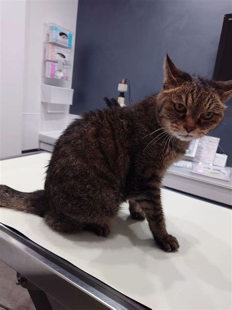 飼い主死亡で妹猫こころさんと 一緒に当時18歳で保健所に 持ち込まれた みぃさん 今 19歳7か月 甲状腺機能亢進症を お薬でコントロールし