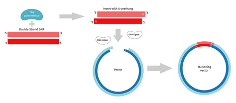 Cloning PCR Products Snapgene