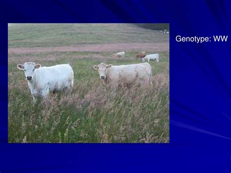 Ppt Patterns Of Intermediate Inheritance Powerpoint Presentation Free Download Id5534020