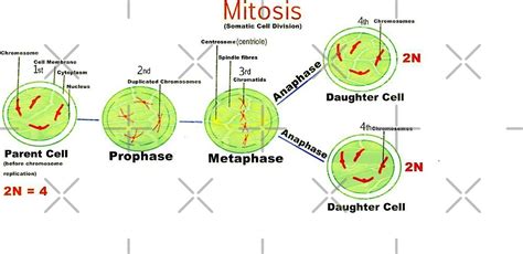 Mitosis Somatic Cell Division By Ikshvaku Redbubble