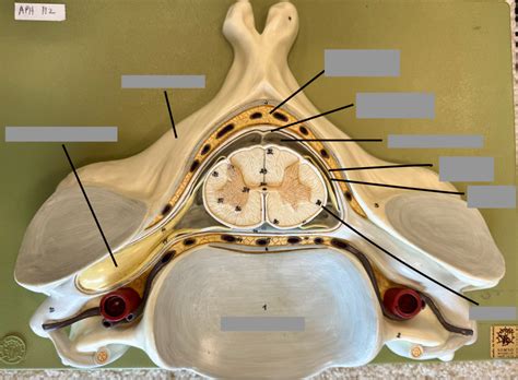 Spinal Cord Cross Section Diagram Diagram Quizlet