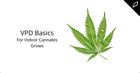 Vpd Basics For Indoor Cannabis Grows